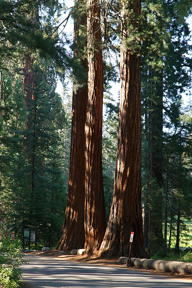 Que voir dans le parc national de Sequoia ? - ©FarWest